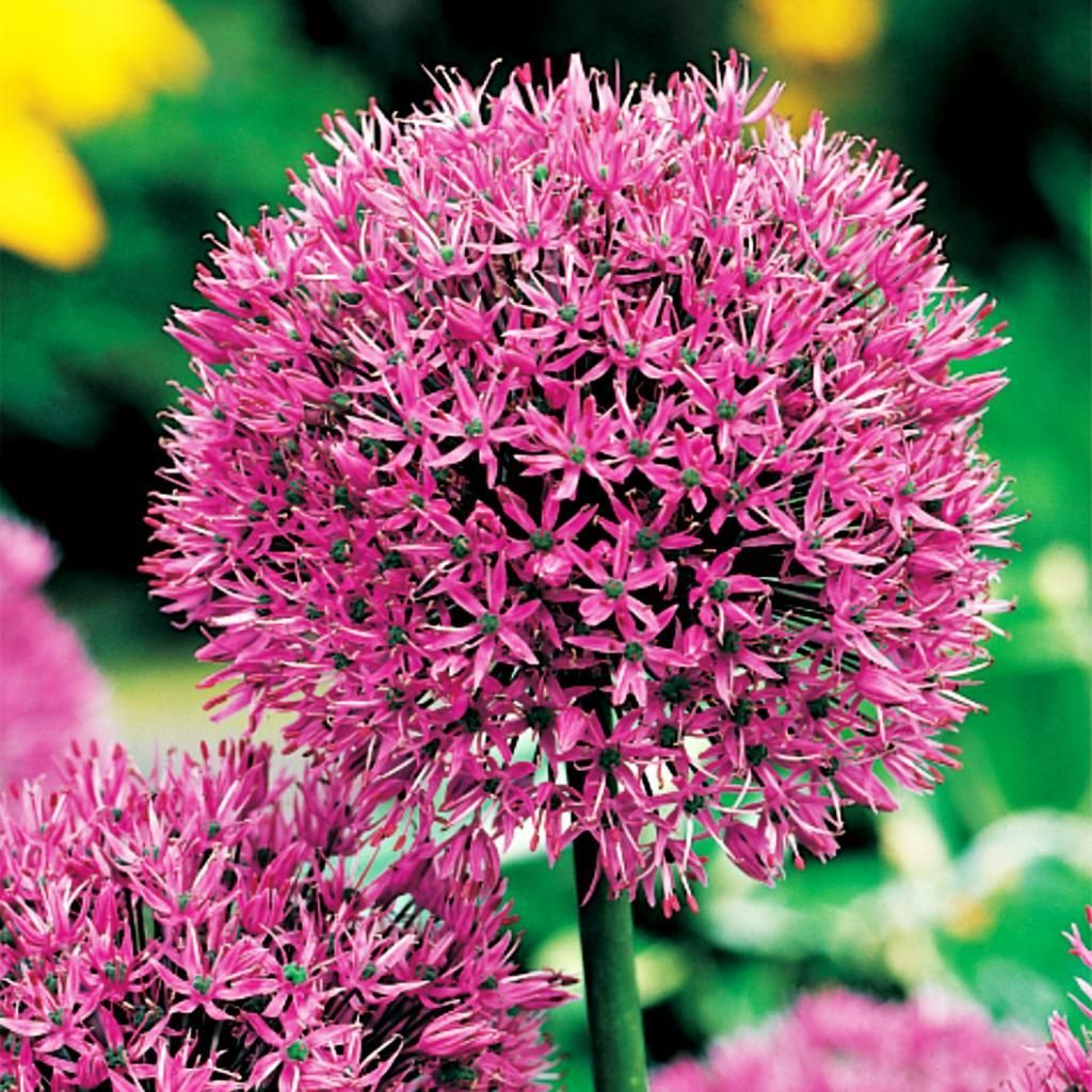 Allium Aflatunense Czosnek Aflatuneński 3szt. Cebulki - Ceny i opinie ...