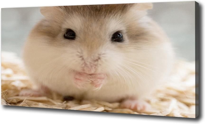 WALLMURALIA.PL DUŻY FOTO OBRAZ NA ŚCIANĘ CANVAS CHOMIK - Opinie i ...