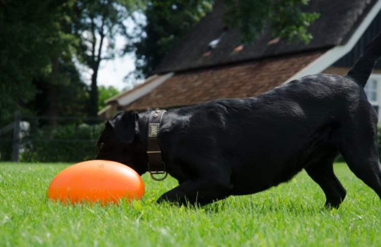 DOG COMETS Uciekająca Piłka PAN-STARS pomarańczowa - zabawka dla psa ...