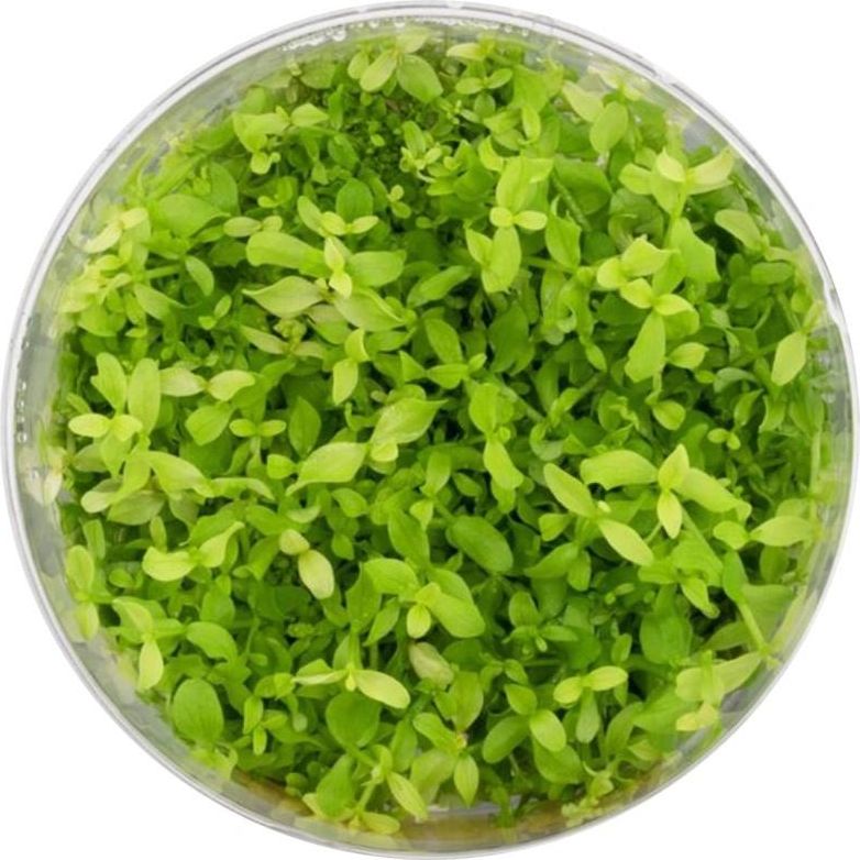 Roślina Invitro Micranthemum Monte Carlo - Ceny i opinie - Ceneo.pl