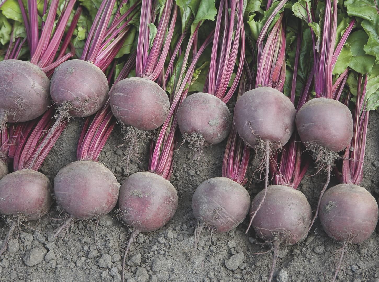 Bejo Burak Ćwikłowy Action F1 10 000 Szt. - Ceny i opinie - Ceneo.pl