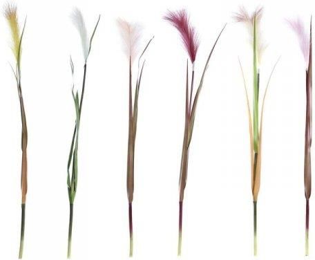 Kwiat Dekoracyjny Dkd Home Decor Reeds Materiał Pe (12X12 90 Cm) (6 ...