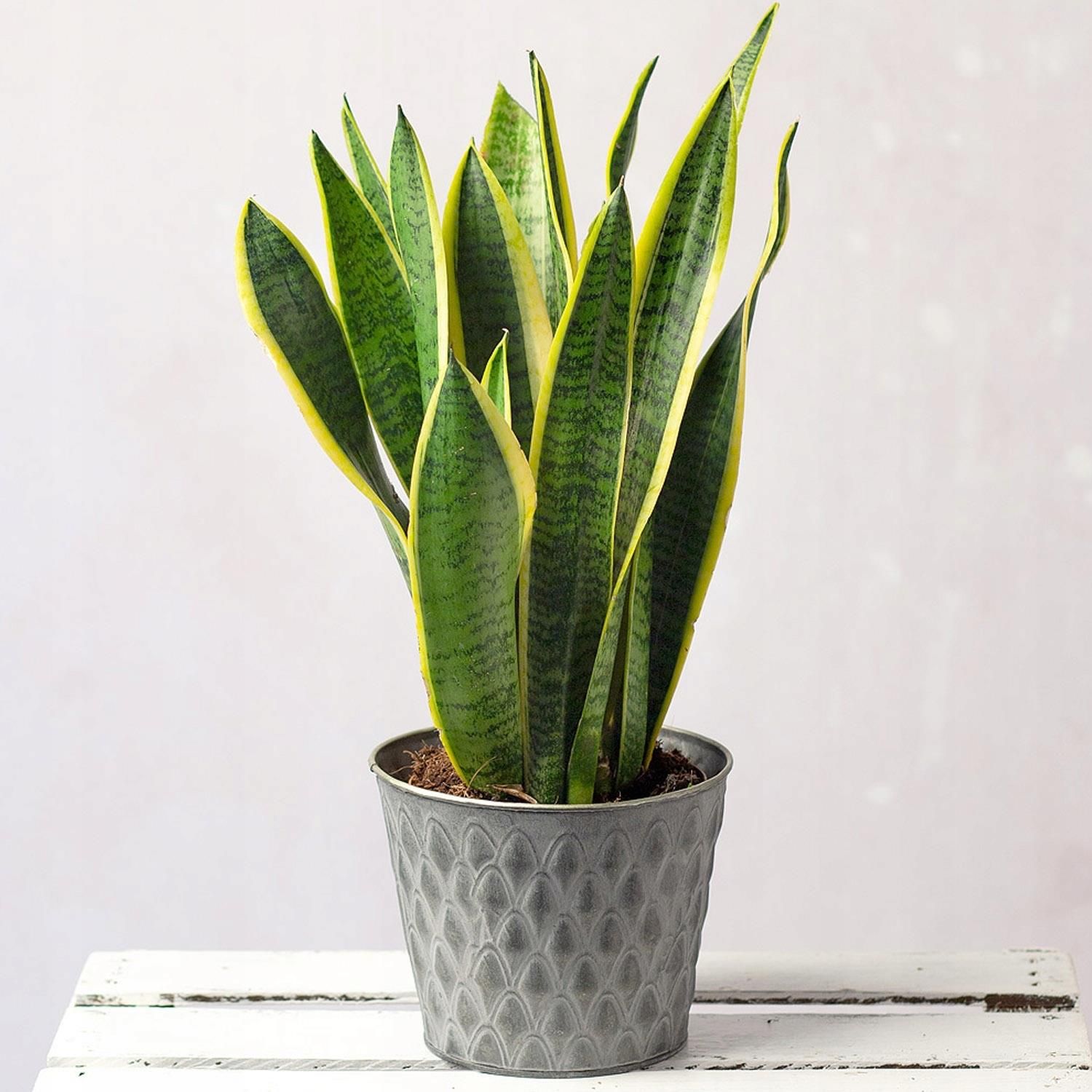 Superba Sansevieria Sansewieria Futura Wężownica - Ceny i opinie - Ceneo.pl