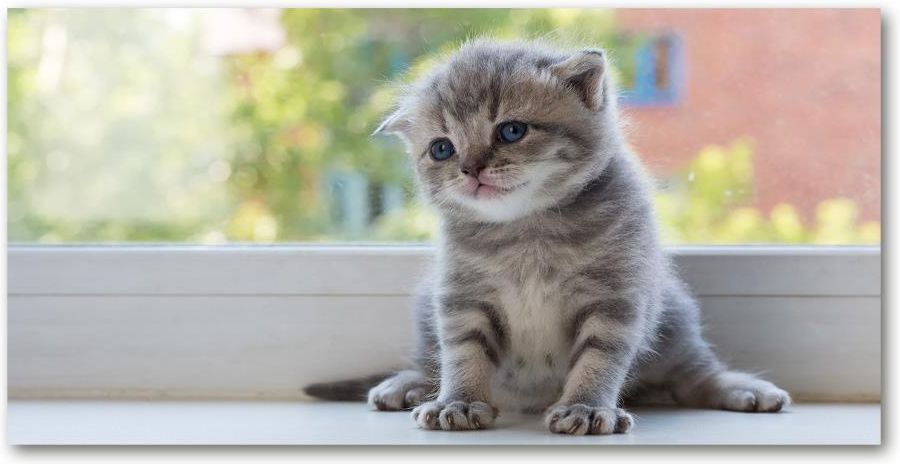 WALLMURALIA.PL FOTO OBRAZ AKRYL MAŁY KOT PRZY OKNIE - Opinie i ...