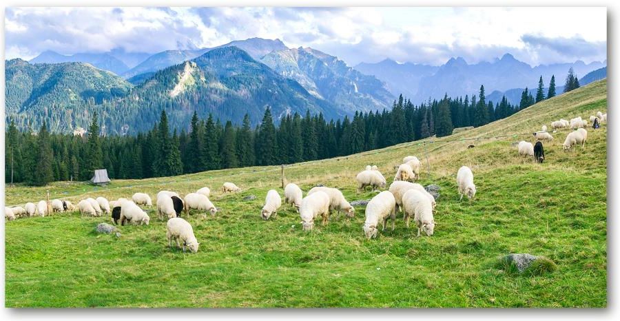 WALLMURALIA.PL FOTO OBRAZ SZKŁO AKRYL OWCE W TATRACH - Opinie i ...