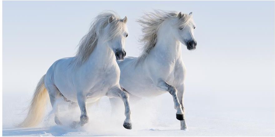 WALLMURALIA.PL FOTO OBRAZ AKRYL DWA KONIE W ŚNIEGU - Opinie i atrakcyjne ceny na Ceneo.pl