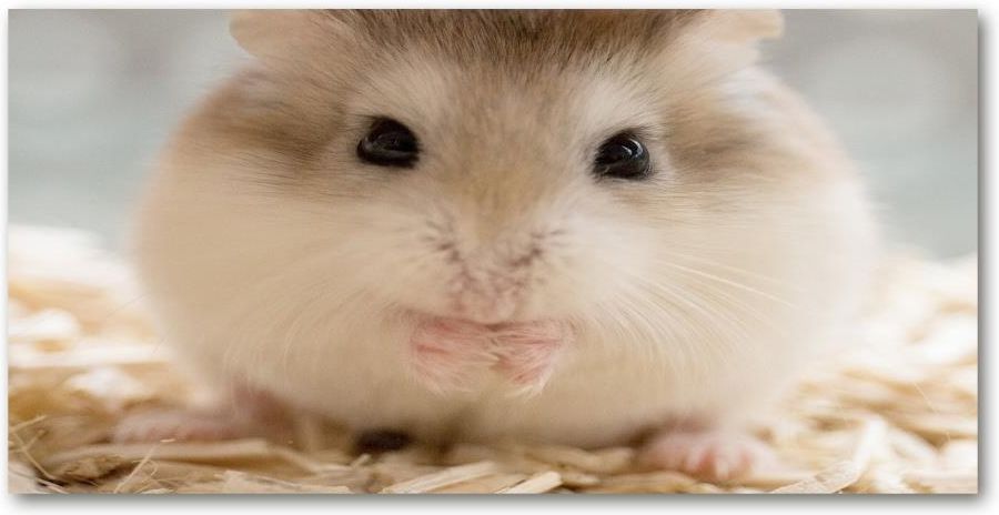 WALLMURALIA.PL OBRAZ ZDJĘCIE NA SCIANĘ AKRYLOWY CHOMIK - Opinie i ...