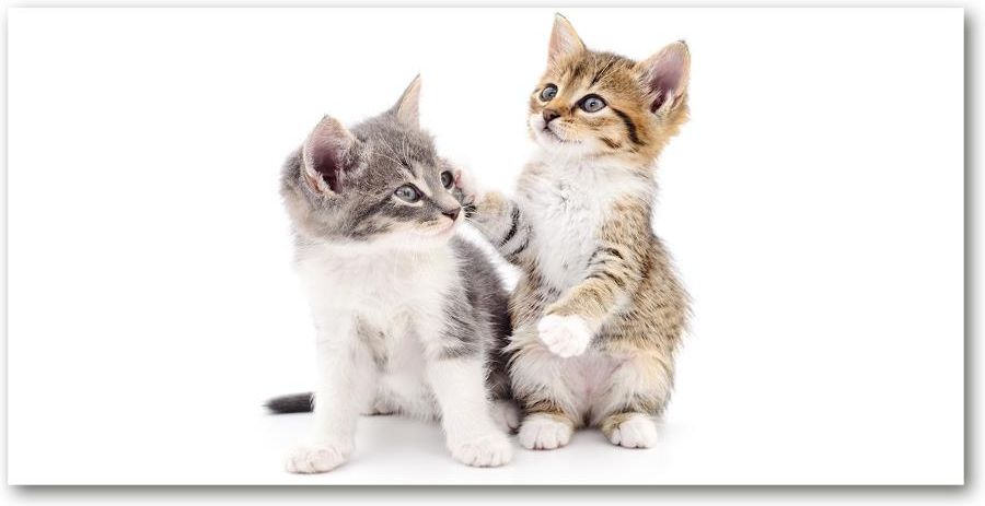 WALLMURALIA.PL FOTO-OBRAZ SZKŁO HARTOWANE DWA MAŁE KOTY - Opinie i ...