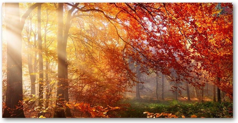 WALLMURALIA.PL FOTO OBRAZ SZKŁO HARTOWANE JESIENNY LAS - Opinie i ...