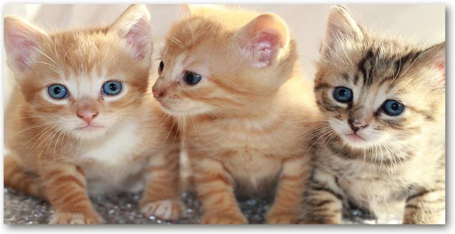 WALLMURALIA.PL FOTO-OBRAZ SZKŁO HARTOWANE MAŁE KOTY - Opinie i ...