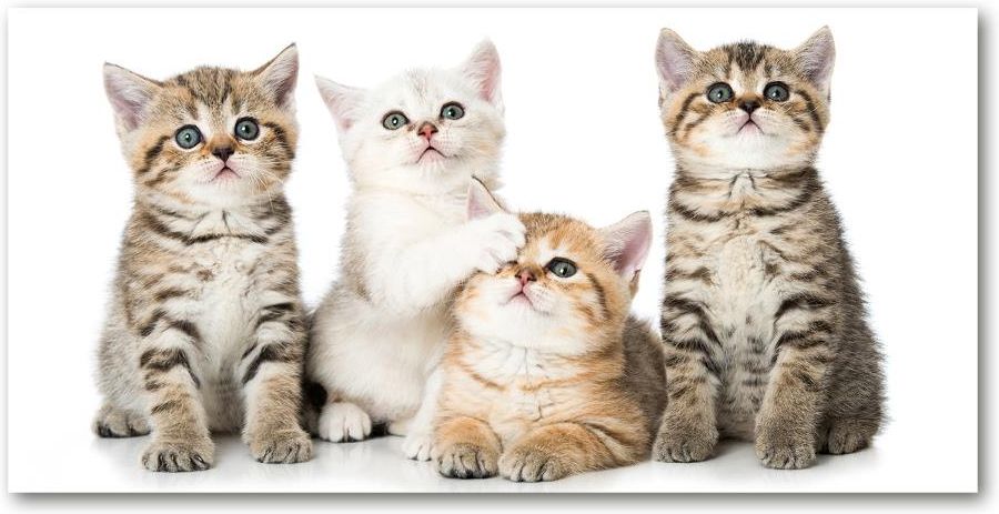 WALLMURALIA.PL FOTO-OBRAZ SZKŁO HARTOWANE MAŁE KOTY - Opinie i ...