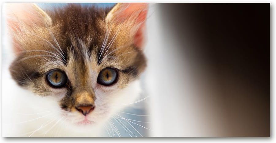 WALLMURALIA.PL FOTO-OBRAZ SZKŁO HARTOWANE MAŁY KOT - Opinie i ...