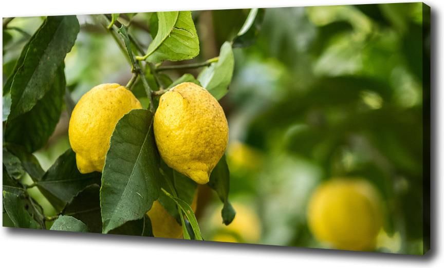 WALLMURALIA.PL FOTO OBRAZ NA PŁÓTNIE CYTRYNY NA DRZEWIE - Opinie i ...