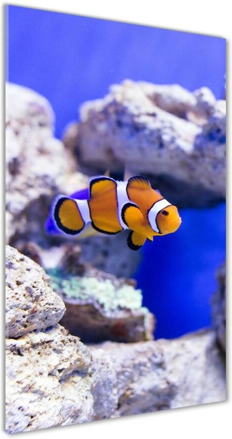 WALLMURALIA.PL FOTO-OBRAZ AKRYLOWY PIONOWY RYBA NEMO - Opinie i ...