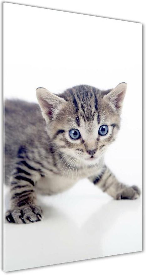 WALLMURALIA.PL FOTO-OBRAZ SZKŁO HARTOWANE PIONOWY MAŁY KOT - Opinie i ...