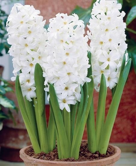 Hiacynt Aiolos Biały Cebulki 2 Szt - Ceny i opinie - Ceneo.pl