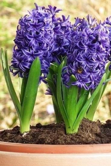 Hiacynt Blue Star Cebulki 2 Szt Fioletowy - Ceny i opinie - Ceneo.pl