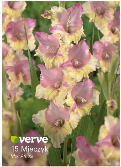 Cebule Mieczyk Verve Mon Amour - Ceny i opinie - Ceneo.pl