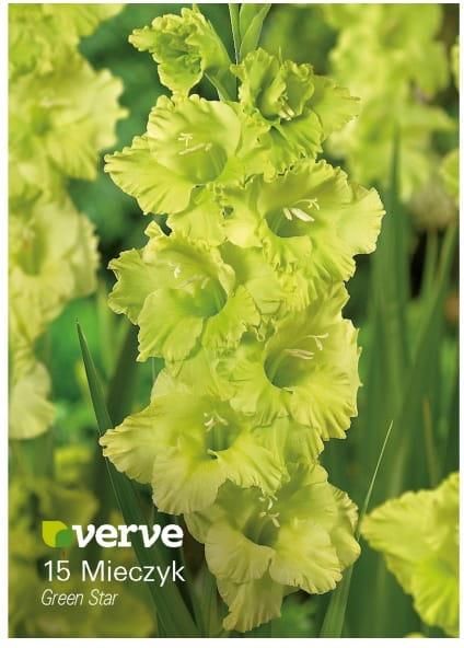 Cebule Mieczyk Verve Green Star - Ceny i opinie - Ceneo.pl