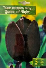 Tulipan Queen Of Night 5 szt. - Ceny i opinie - Ceneo.pl