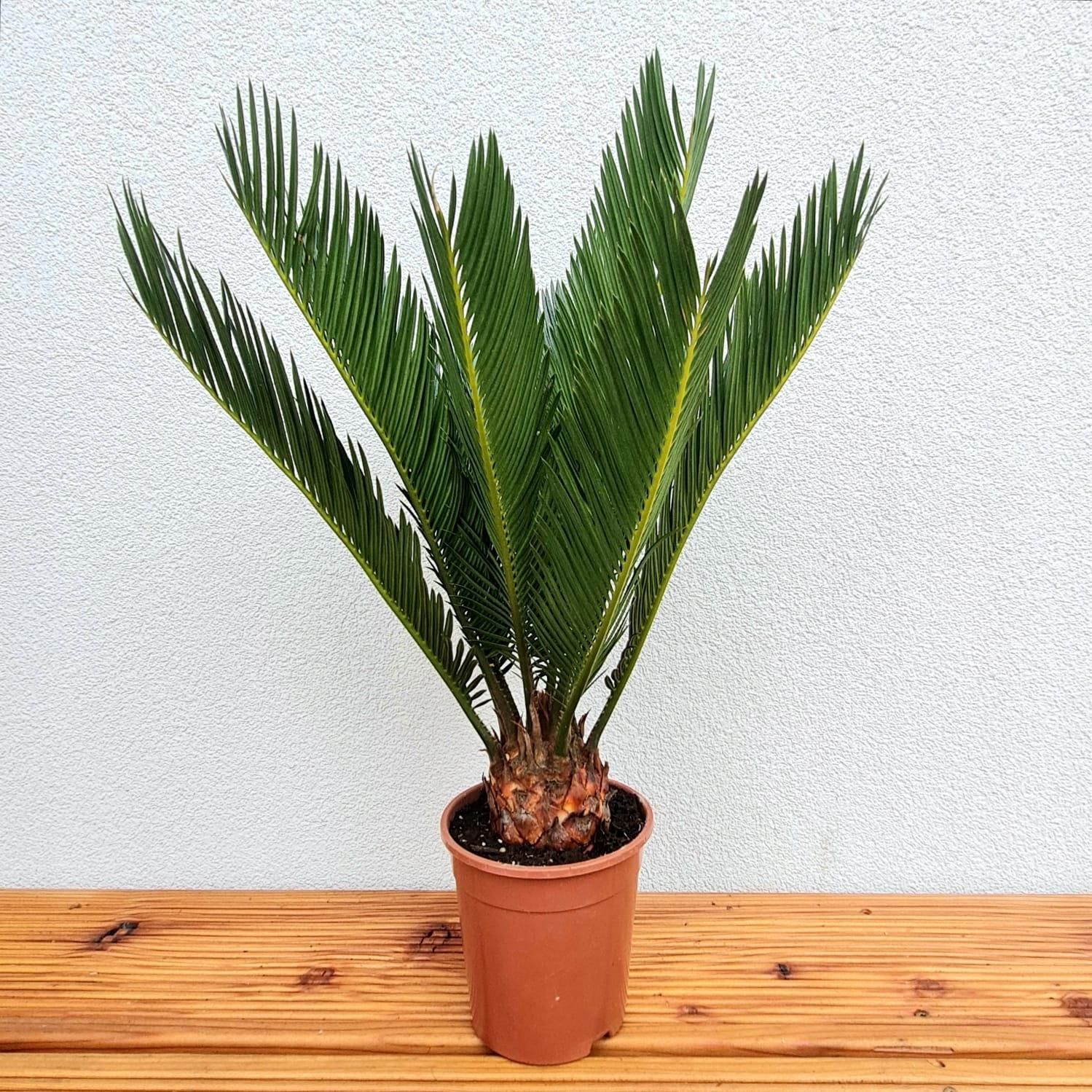 Cykas Palma Sagowiec Cycas Revoluta Xl - Ceny i opinie - Ceneo.pl