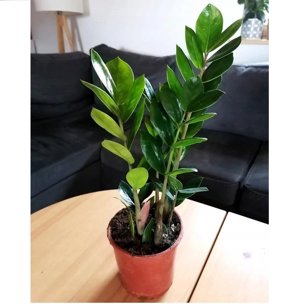 Zamiokulkas Zamiolistny Niezniszczalny - Ceny i opinie - Ceneo.pl