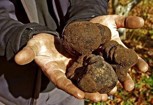 Grzybnia Trufla Letnia Tuber Aestivum - Ceny i opinie - Ceneo.pl