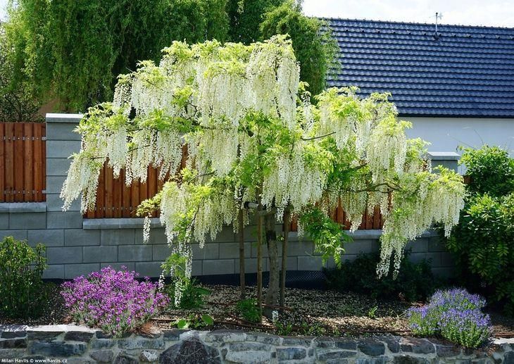 Wisteria Biała Glicynia Alba Sadzonki P9 - Ceny i opinie - Ceneo.pl