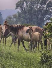 Horses Graph Paper Book: 8.5 x 11 Quad Rule Graph Paper 200 pages (100 ...