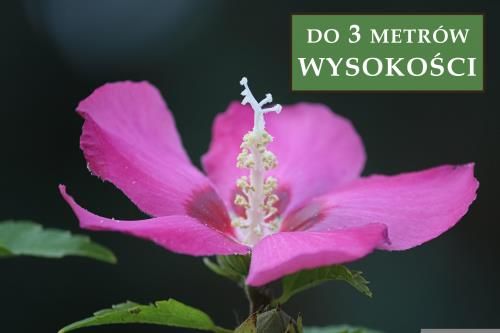 Ketmia Syryjska Hibiskus Flower Tower Ruby Gandini Van Aart Ruby ...