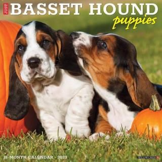 Just Basset Hound Puppies 2023 Wall Calendar - Ceny i opinie - Ceneo.pl