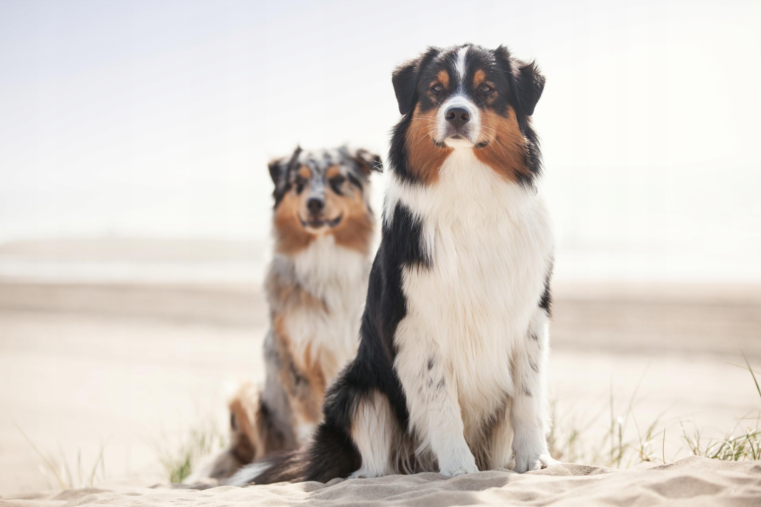 Karma Bemo Wigor Średnie I Duże Kaczka 10Kg - Ceny i opinie - Ceneo.pl