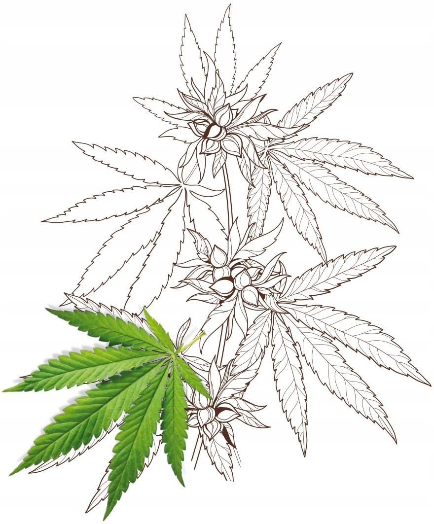 Szampon do włosów Dott. Solari Dott.Solari Olea Green Hemp Vegan ...