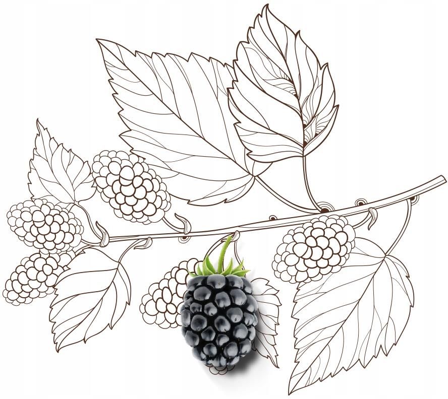 Szampon do włosów Dott. Solari Dott.Solari Olea Green Hemp Vegan ...