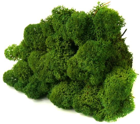 Mech Chrobotek Reniferowy 1.Moss Green Mech Na Ścianę Mech Norweski ...