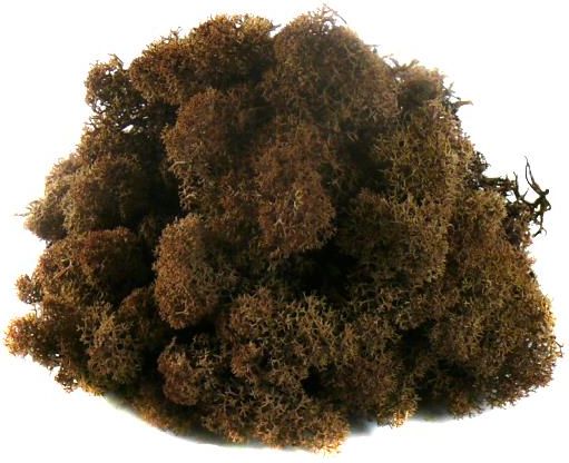 Mech Chrobotek Reniferowy 15.Brown Mech Na Ścianę Mech Norweski Brązowy ...