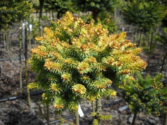 Świerk Serbski Peve Tijn Pa 60-80cm C2 - Ceny i opinie - Ceneo.pl