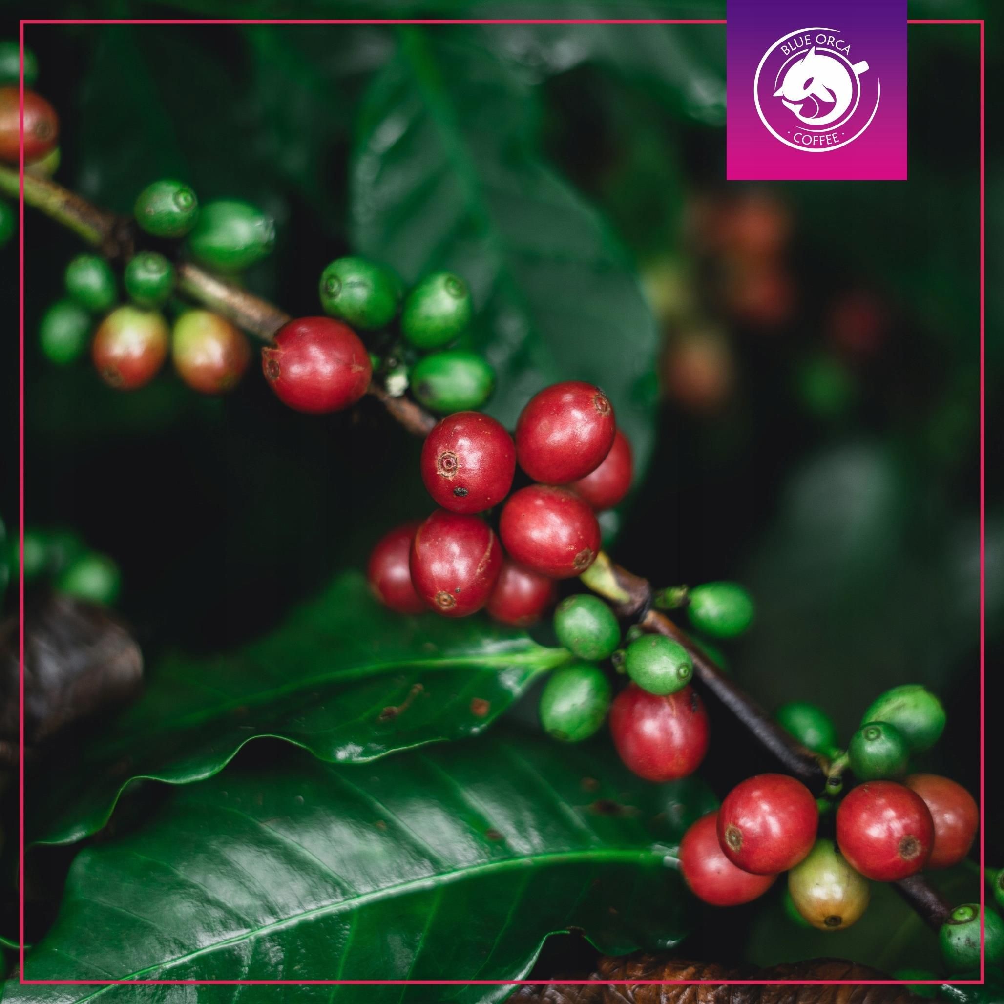 Kawa Blue Orca Coffee Uganda Świeżo Palona100% Arabica Palarnia 200g ...