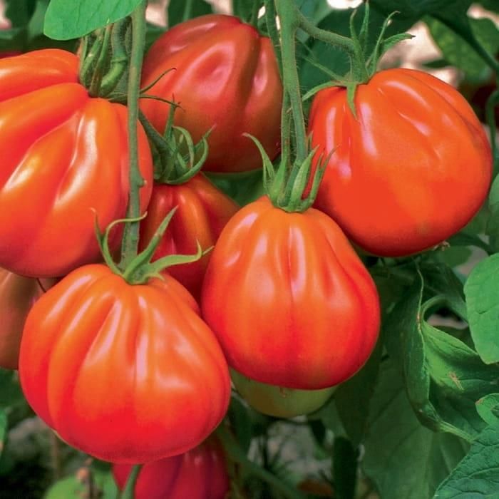 TORAF POMIDORY OR PERA D'ABRUZZO NASIONA 0,5 G - Ceny i opinie - Ceneo.pl