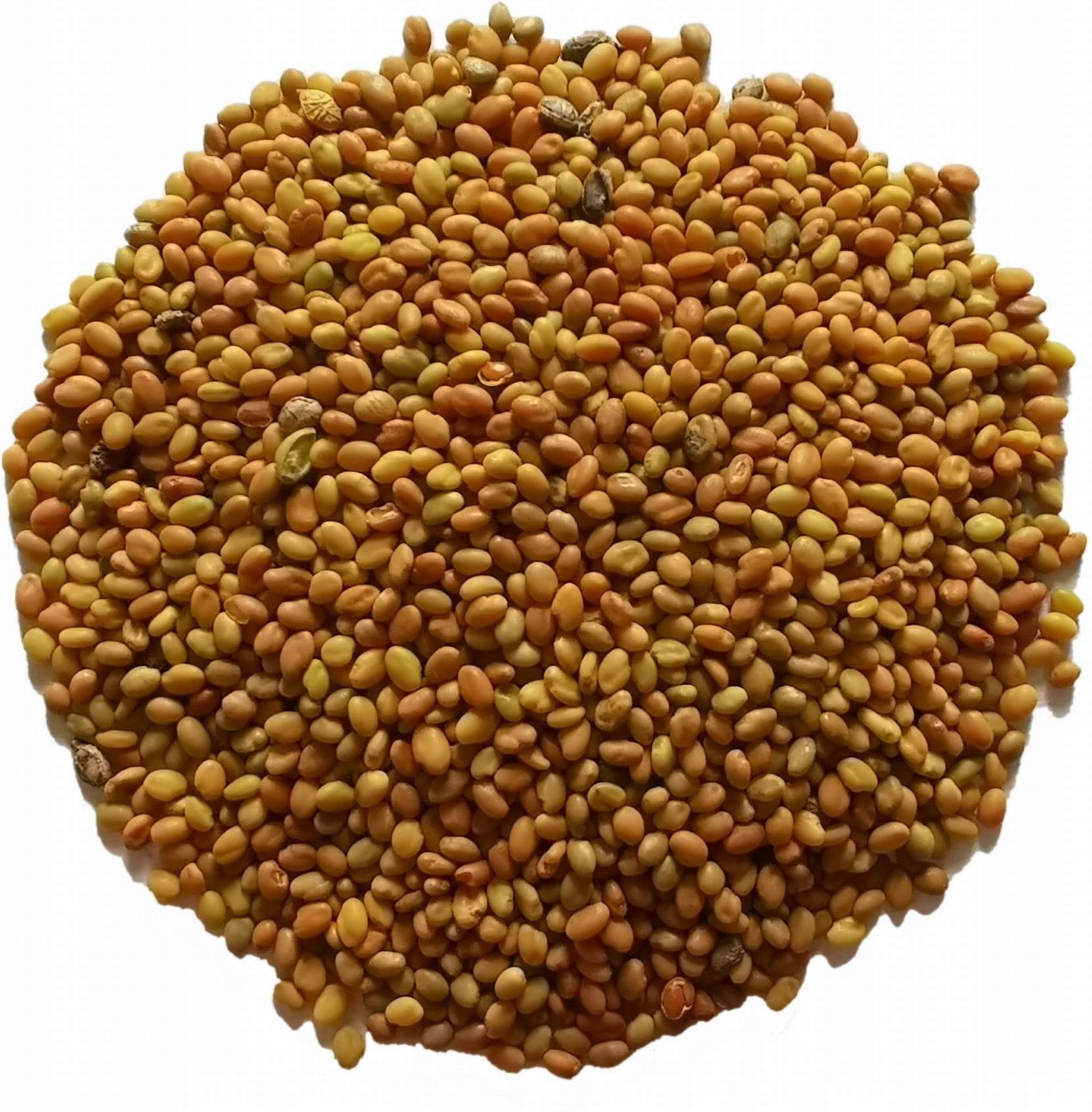 HERBFARM NOSTRZYK BIAŁY NASIONA - 500 GRAM SJDG500 - Ceny i opinie ...