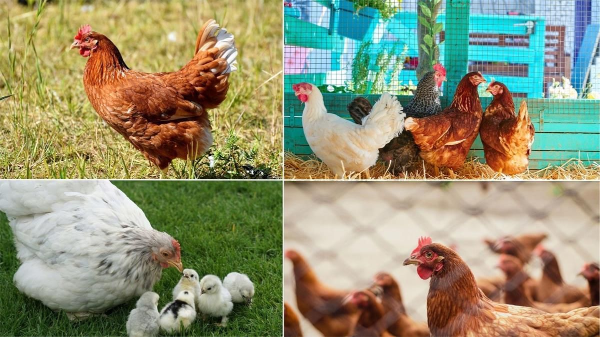 Pulmo Max Układ oddechowy dla bydła Farmwet 250ml - ceny i opinie ...