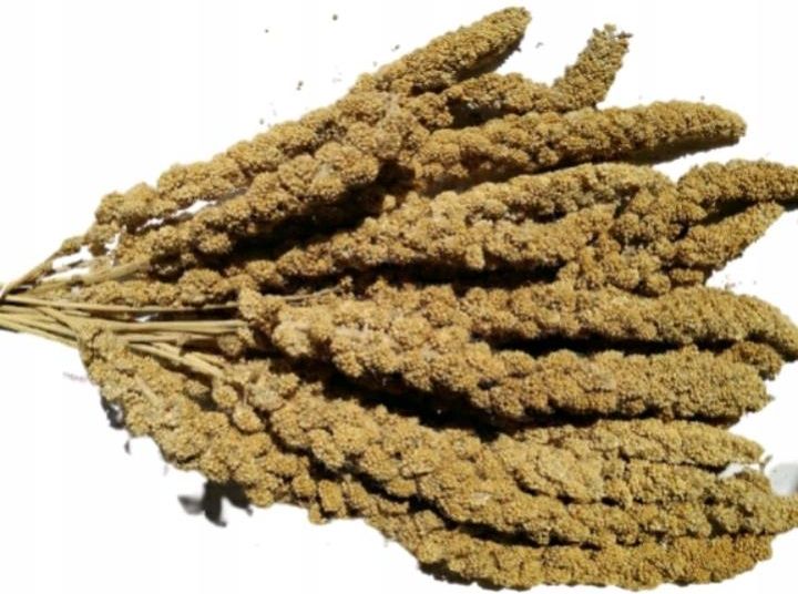 Proso Senegalskie Żółte W Kłosach 0,5 Kg Beyers - Ceny i opinie - Ceneo.pl