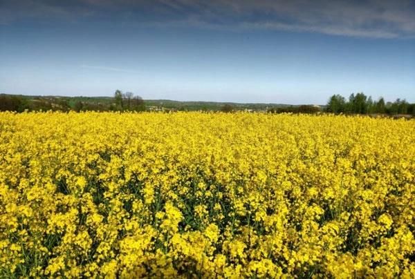 Nasiona rzepaku Crossfit F1 rzepak IntgrealPro - Ceny i opinie - Ceneo.pl