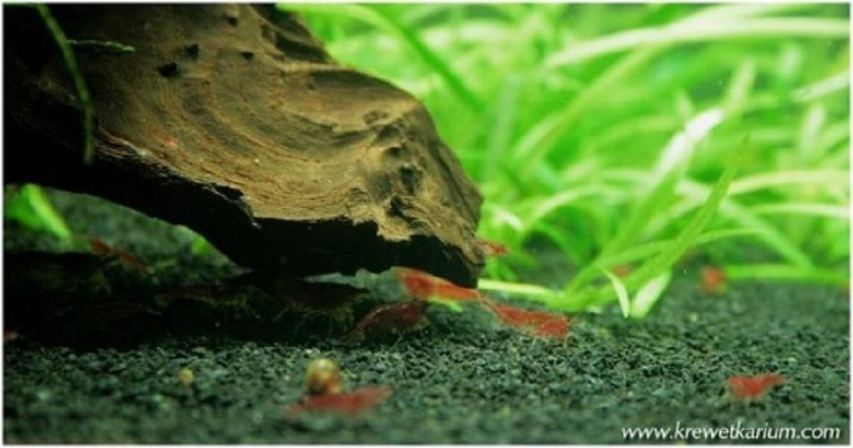 Td Stones Td Stones Td Stones Td Stones 24Kg Czarny Żwirek Do Akwarium ...
