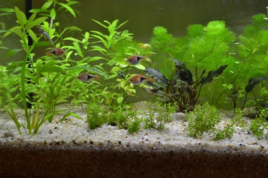 TD STONES TD STONES 8KG ŻWIREK KWARCOWY DO AKWARIUM SZARY 3-5MM - Ceny ...