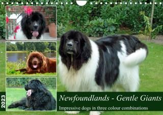 Newfoundlands Gentle Giants (Wall Calendar 2023 DIN A4 Landscape ...
