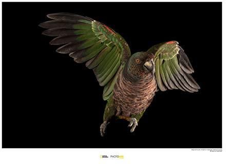 Ramka tradycyjna NATIONAL GEOGRAPHIC KOMAR OBRAZ ŚCIENNY , IMPERIAL ...