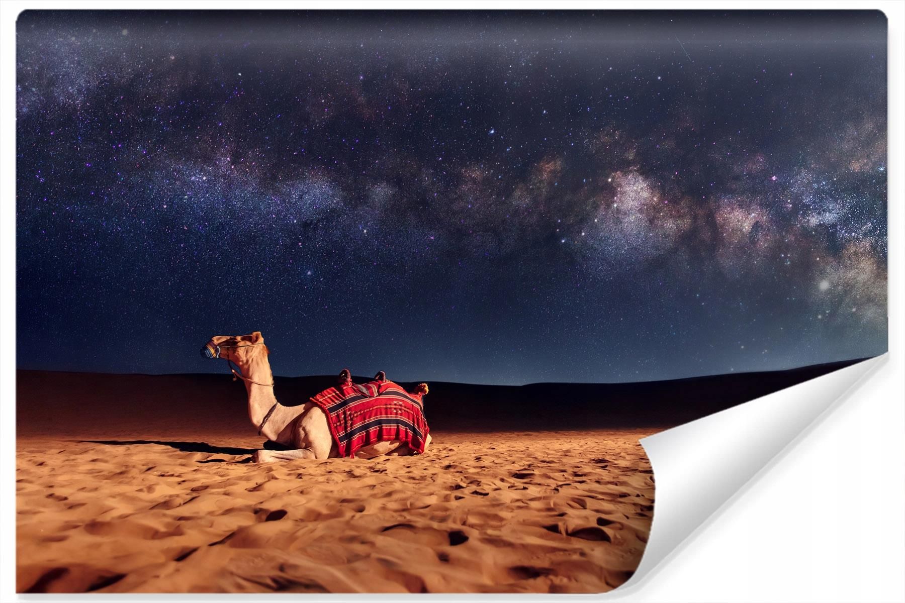 MURALO FOTOTAPETA DO SALONU PUSTYNIA WIELBŁĄD 3D 135X90 - Opinie i ceny na Ceneo.pl