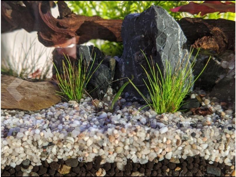 TD STONES 24KG ŻWIREK DO AKWARIUM SZARY KWARCOWY 2-4MM - Ceny i opinie ...
