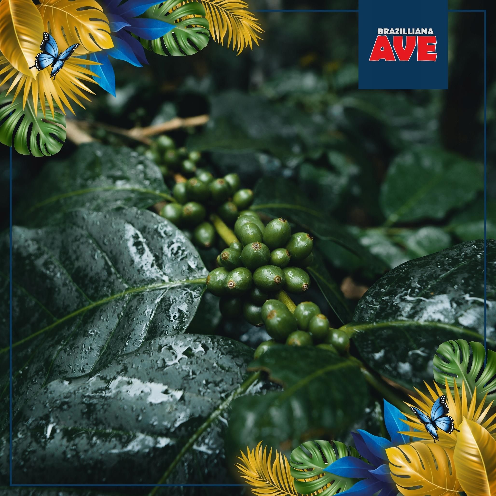 Kawa Blue Orca Coffee Brazillia Ave Swieżo Palona Z Palarni 2x1kg ...